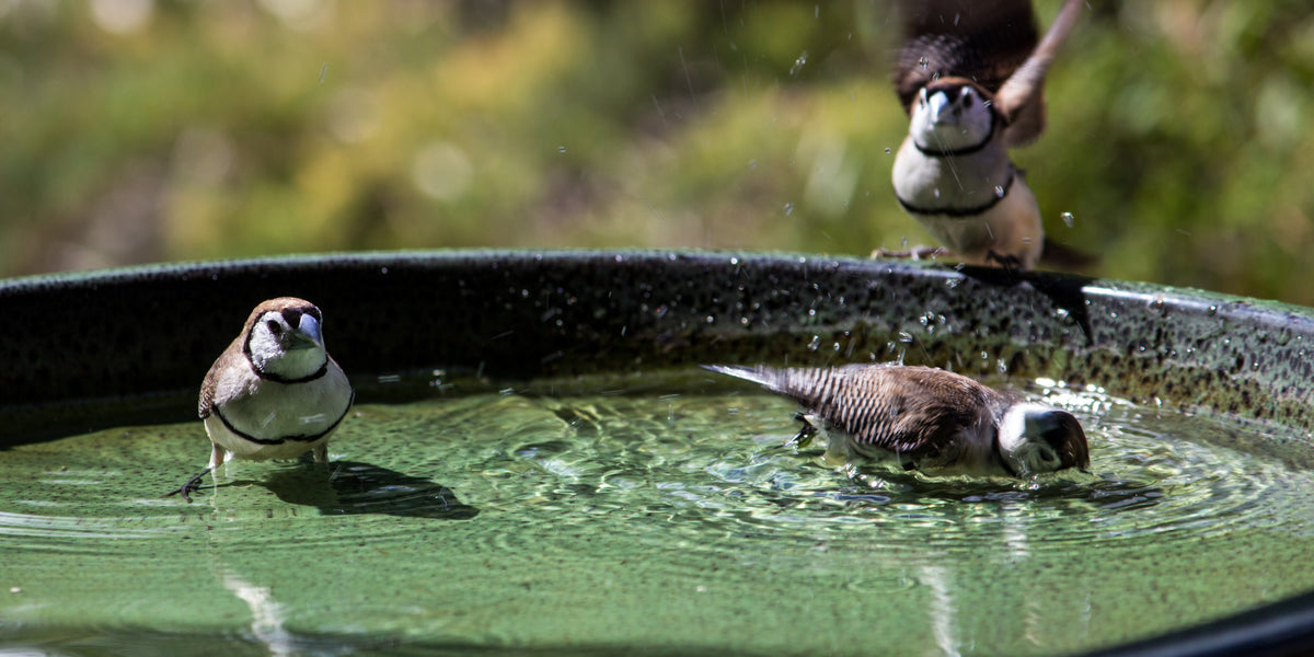 The best bird baths for attracting birds
