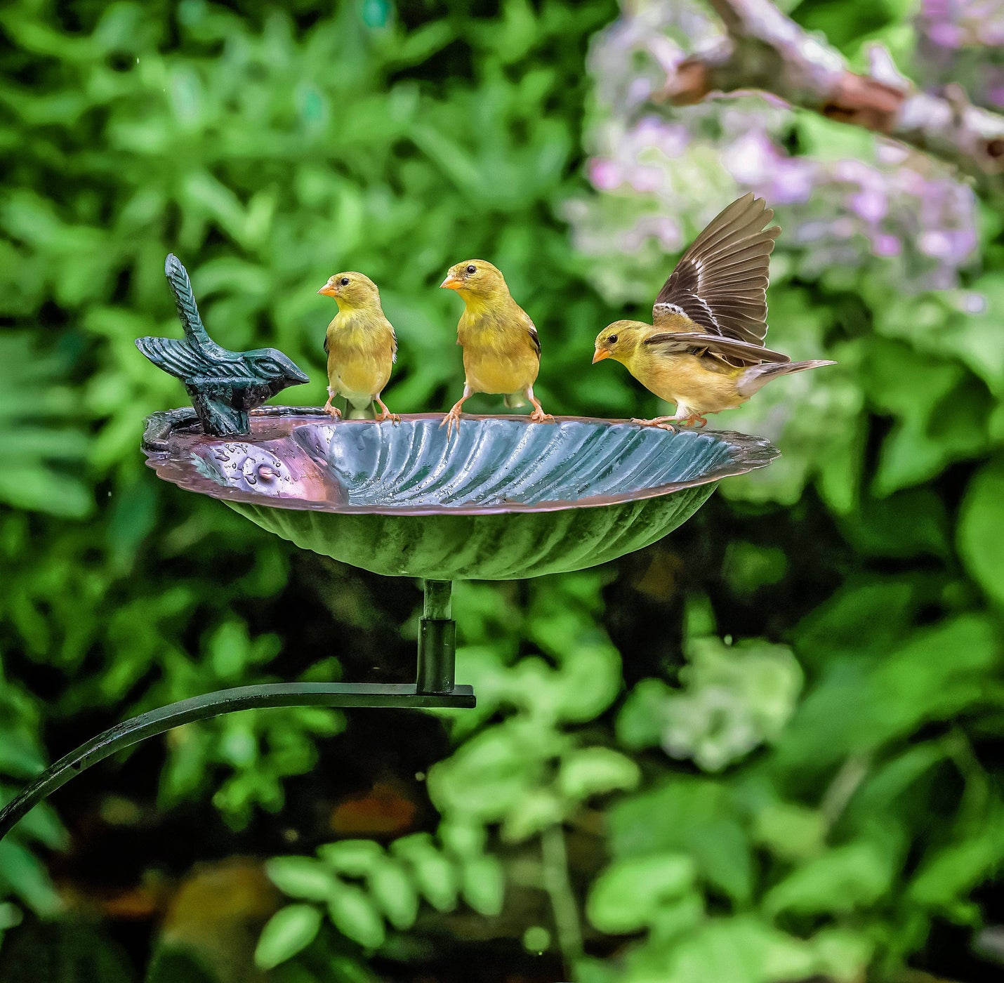 Bird Bath - Scalloped Shell