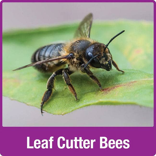 Farmhouse Bee Barn – Happy Gardens