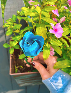 Plant Pick - Blue Rose